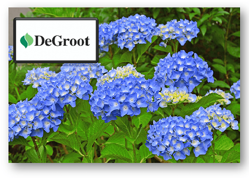 DeGroot - DeGroot Inc -- perennial, flowerbulb, fruit & vegetable