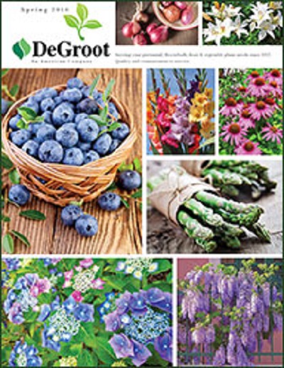 DeGroot - DeGroot Inc -- perennial, flowerbulb, fruit & vegetable