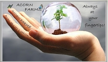 Acorn Farms - Acorn Farms Nursery